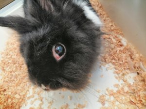 Rabbit third eyelid showing and a bit swollen | RabbitsOnline