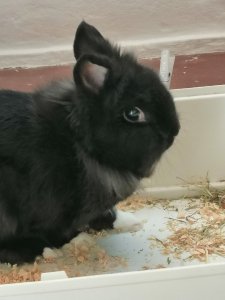 Rabbit third eyelid showing and a bit swollen | RabbitsOnline