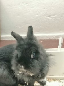 Rabbit third eyelid showing and a bit swollen | RabbitsOnline